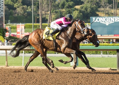 Mr. Hinx - Horse Profile - BloodHorse