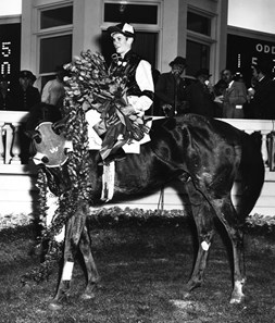 Assault - Horse Profile - BloodHorse
