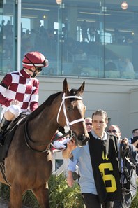 Farrell - Horse Profile - BloodHorse
