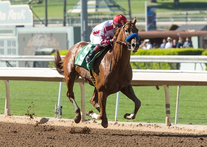 Collected - Horse Profile - BloodHorse