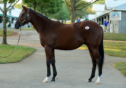 Irap - Horse Profile - BloodHorse