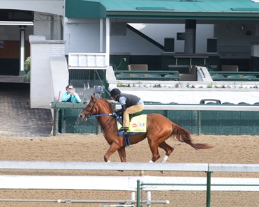 Hence - Horse Profile - BloodHorse