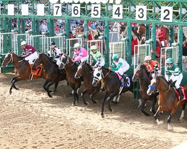 Cistron - Horse Profile - BloodHorse