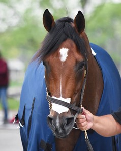 Irap - Horse Profile - BloodHorse