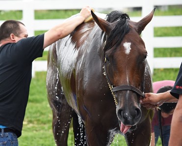 Irap - Horse Profile - BloodHorse