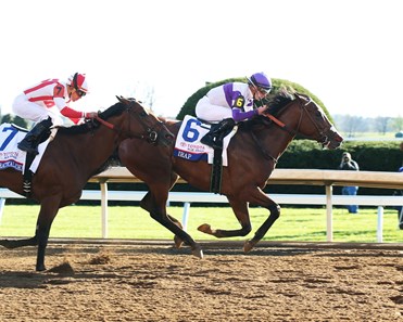 Irap - Horse Profile - BloodHorse