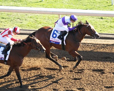 Irap - Horse Profile - BloodHorse