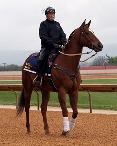 Russell Road - Horse Profile - BloodHorse