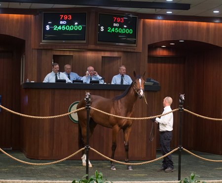 Tiznow Colt Brings $2.45 Million at OBS - BloodHorse