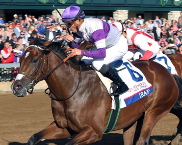 Irap - Horse Profile - BloodHorse