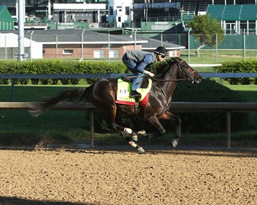 McCraken - Horse Profile - BloodHorse