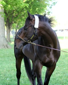 McCraken - Horse Profile - BloodHorse