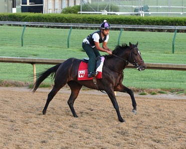 McCraken - Horse Profile - BloodHorse