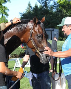 Irap - Horse Profile - BloodHorse