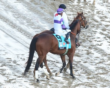 Irap - Horse Profile - BloodHorse