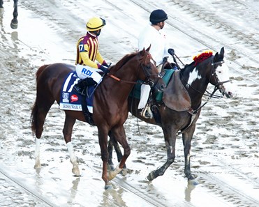 Irish War Cry - Horse Profile - BloodHorse
