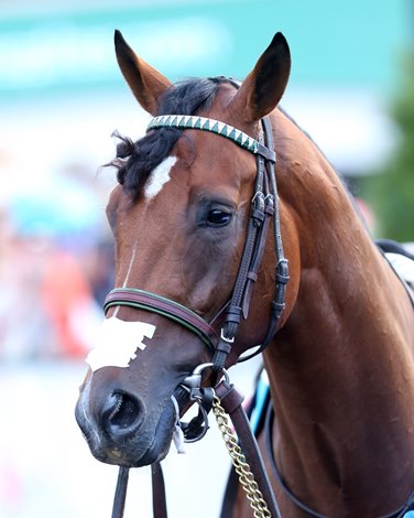 Irap an Exception to the Rules - BloodHorse