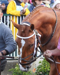 Hence - Horse Profile - BloodHorse