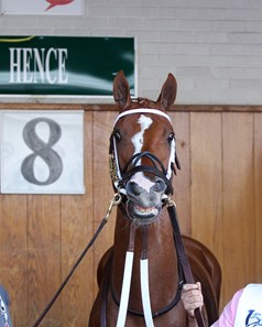 Hence - Horse Profile - BloodHorse