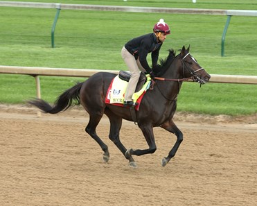 McCraken - Horse Profile - BloodHorse