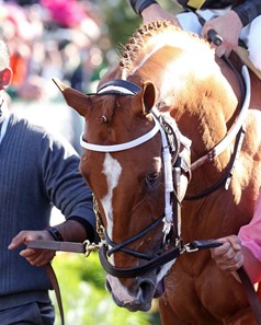Hence - Horse Profile - BloodHorse