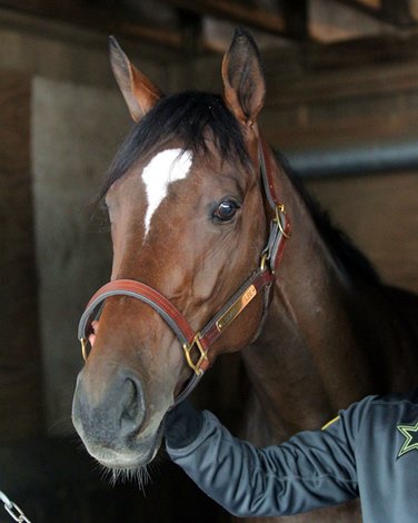 Lookin At Lee, Hence in Final Preakness Moves - BloodHorse