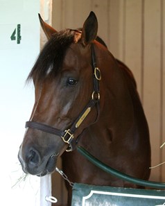 Irap - Horse Profile - BloodHorse
