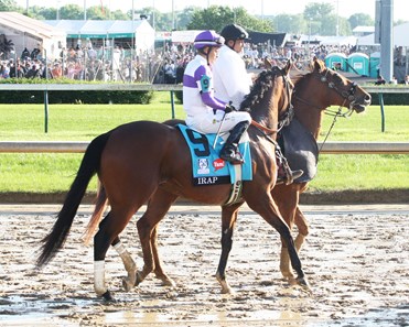 Irap - Horse Profile - BloodHorse