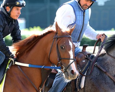 Hence - Horse Profile - BloodHorse