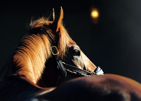 Curlin Connection Vital in Irish War Cry Stud Deal - BloodHorse