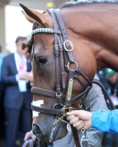 Irap - Horse Profile - BloodHorse