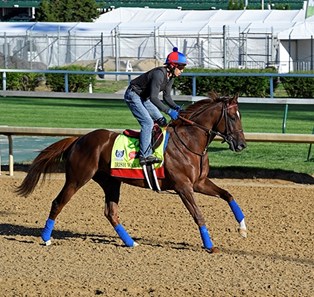 Irish War Cry - Horse Profile - BloodHorse