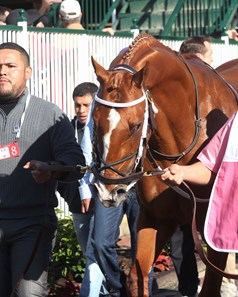 Hence - Horse Profile - BloodHorse