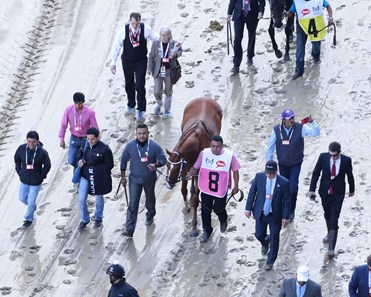 Hence - Horse Profile - BloodHorse