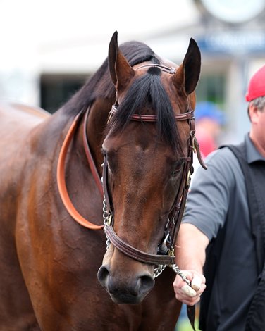 American Freedom to Airdrie Stud for 2018 - BloodHorse