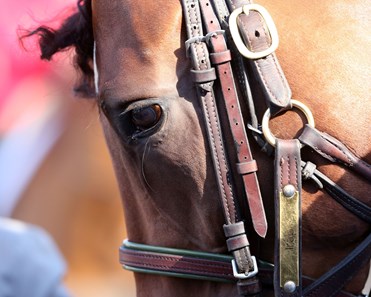 Irap - Horse Profile - BloodHorse