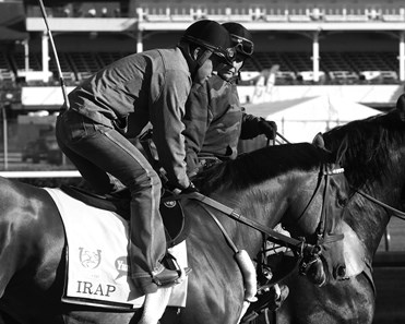 Irap - Horse Profile - BloodHorse