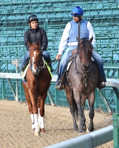 Hence - Horse Profile - BloodHorse