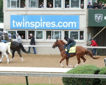 Hence - Horse Profile - BloodHorse