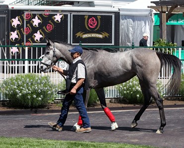 Jordan's Henny - Horse Profile - BloodHorse