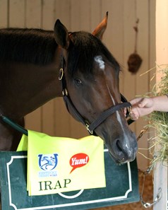 Irap - Horse Profile - BloodHorse