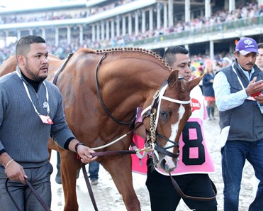 Hence - Horse Profile - BloodHorse