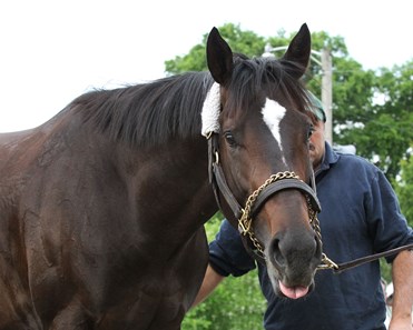 McCraken - Horse Profile - BloodHorse