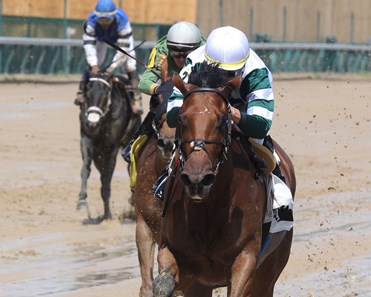 Golden Domer - Horse Profile - BloodHorse