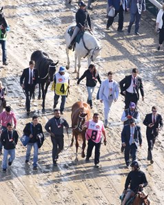 Hence - Horse Profile - BloodHorse