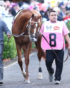 Hence - Horse Profile - BloodHorse