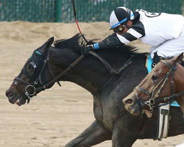 Limousine Liberal - Horse Profile - BloodHorse