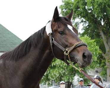 McCraken - Horse Profile - BloodHorse