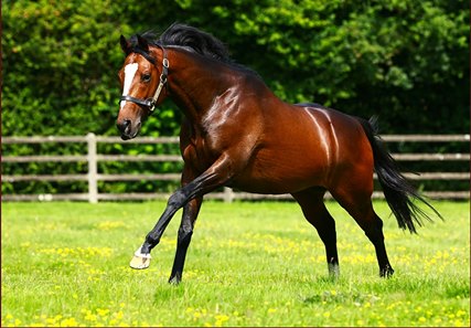 First Starter is First Winner for Intello - BloodHorse