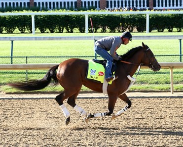 Irap - Horse Profile - BloodHorse